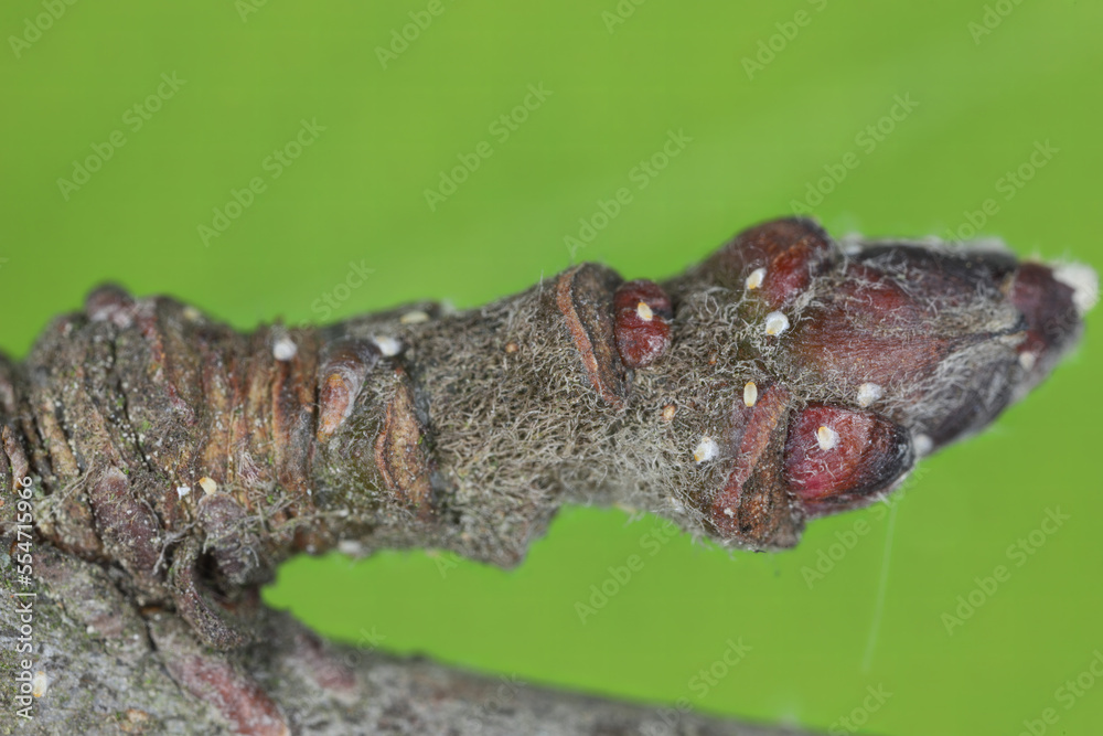 Apple mussel scale or oystershell scale (Lepidosaphes ulmi) is a widely ...