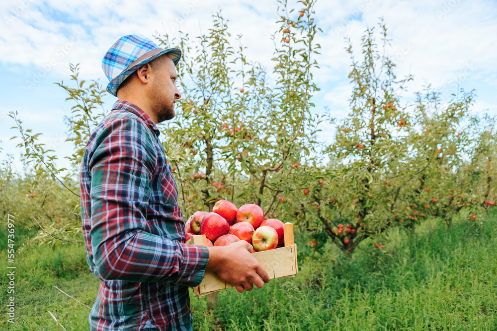 Young farmer man hold wooden box of ripe red apples staying in the ...