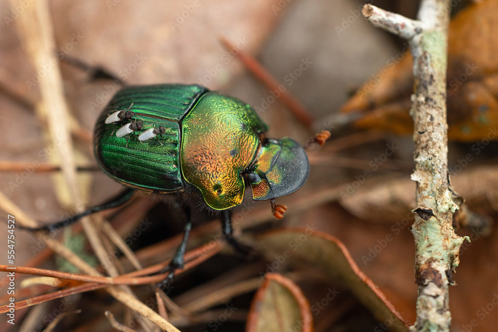 A colorful beetle that appears to be a member of the genus Phanaeus ...