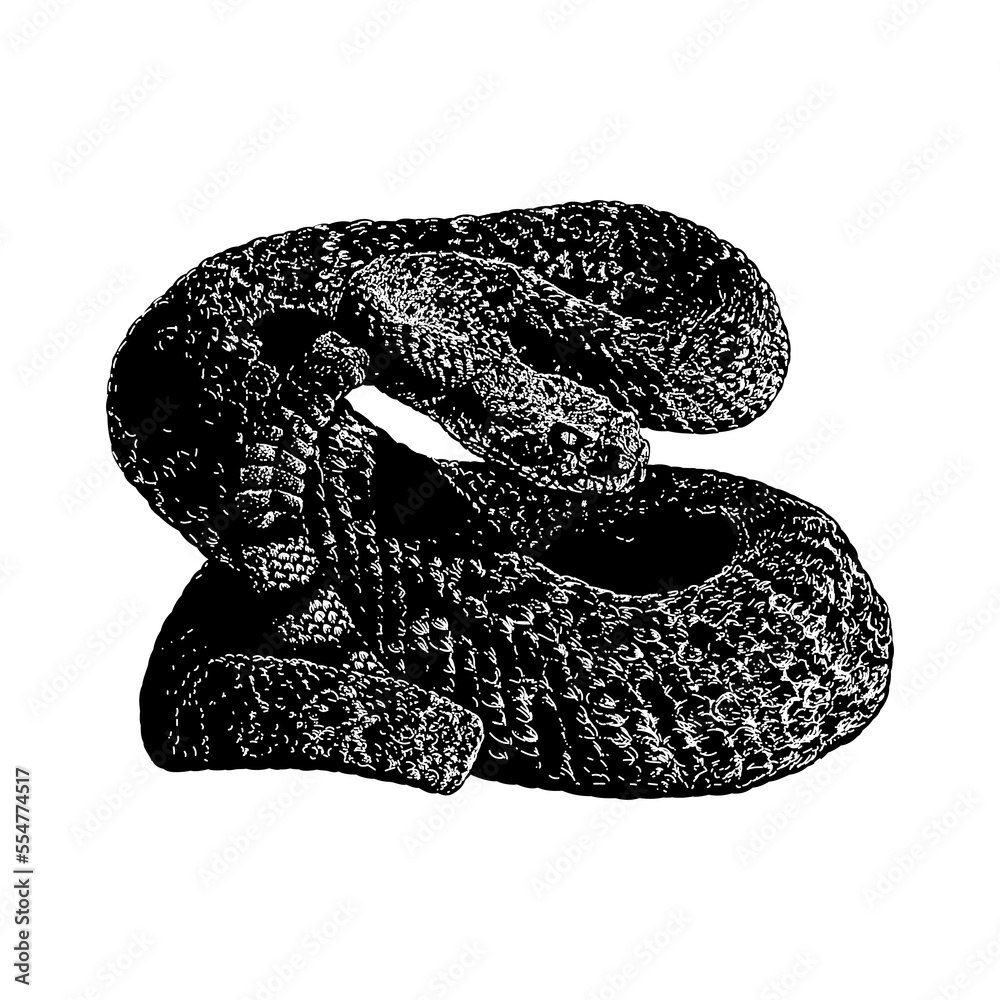 Western Diamondback Rattlesnake hand drawing vector illustration ...