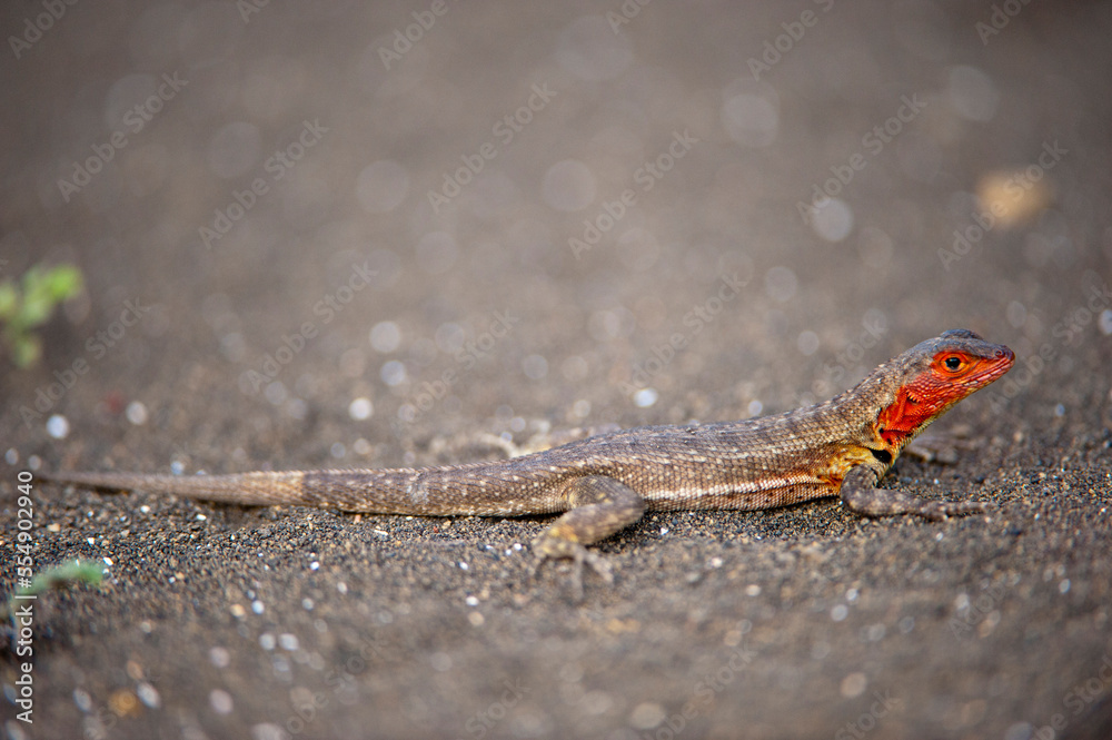 Portrait of a Galapagos lava lizard (Microlophus albermarlensis) lying ...