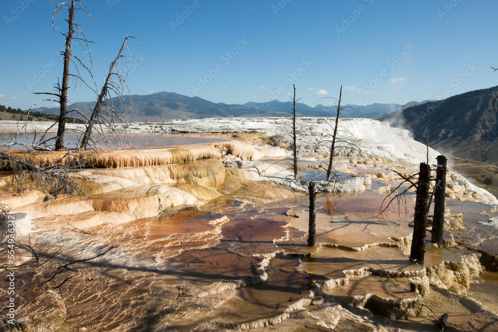 Dead trees among mineral deposits from geothermal features in Mammoth ...
