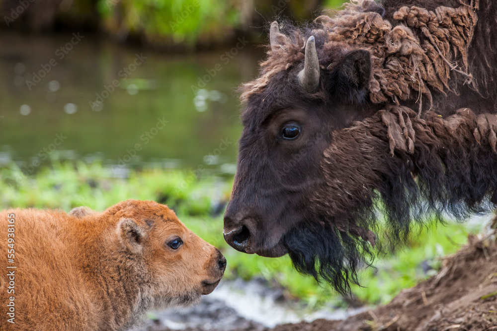 Stock-Foto „American bison cow (Bison bison) and calf bonding, face to ...