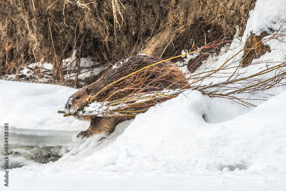A North American beaver (Castor canadensis) carrying willow branch ...