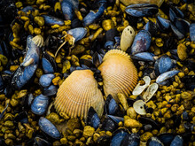 Pebbles And A Mussel Shell Free Stock Photo - Public Domain Pictures
