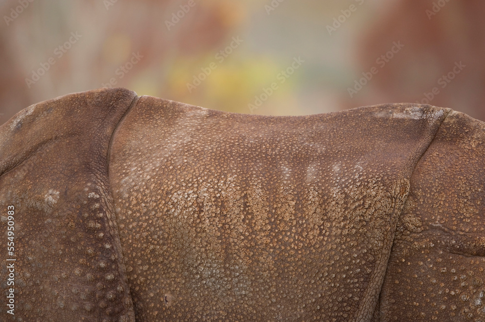 Close-up of the wrinkled skin on the rear of an Indian rhinoceros ...