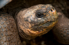 Animal Skin Texture Free Stock Photo - Public Domain Pictures