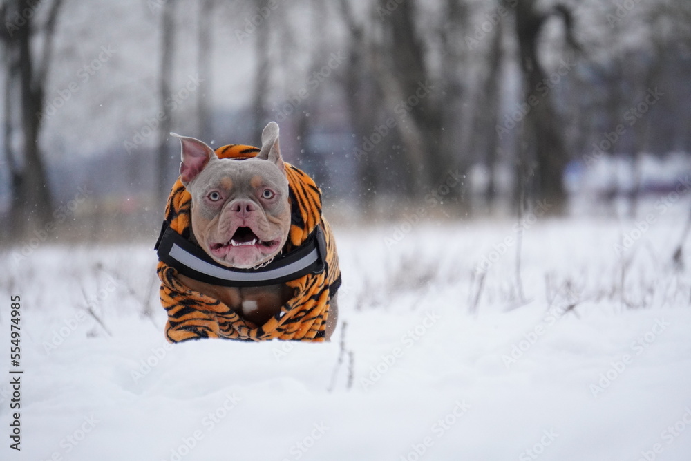 bully dog running in the snow Stock Photo | Adobe Stock