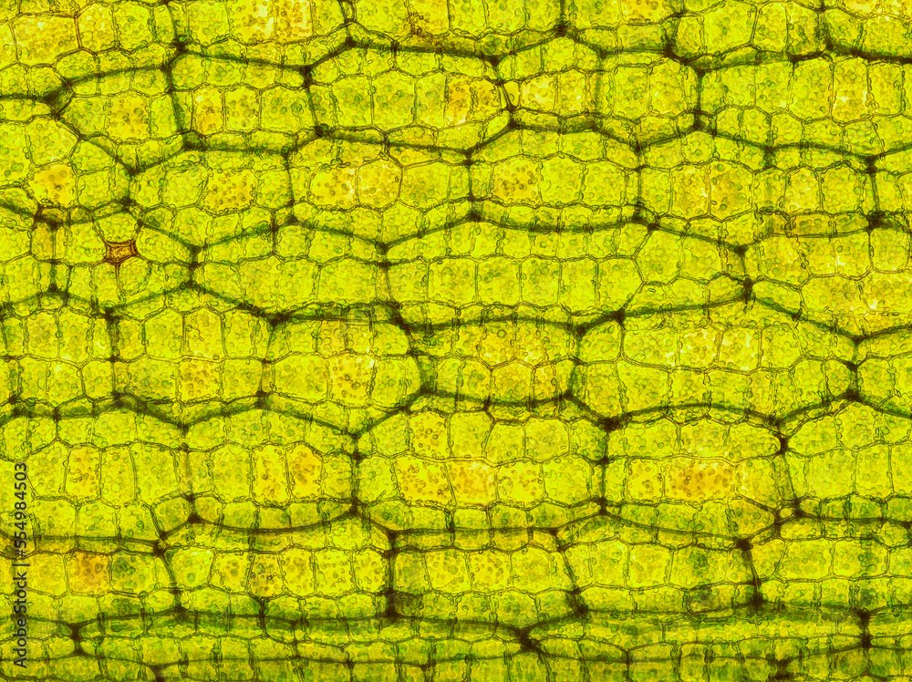 aquatic plant (Vallisneria gigantea) under the microscope showing ...