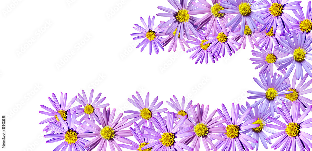 Aster flowers PNG, Blue aster flowers on transparent background ...