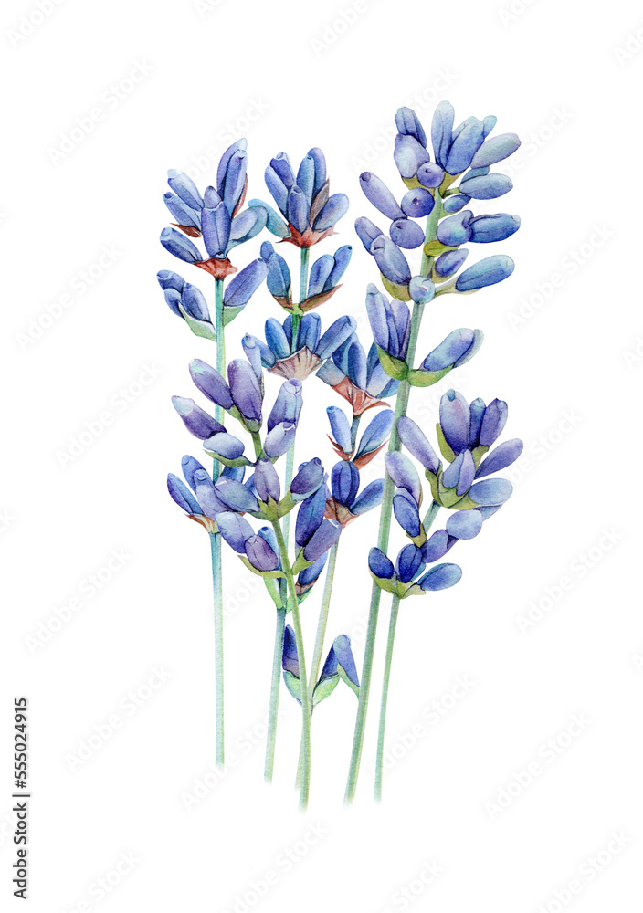 Watercolor lavender PNG, Lavender flower watercolor PNG, Clipart ...