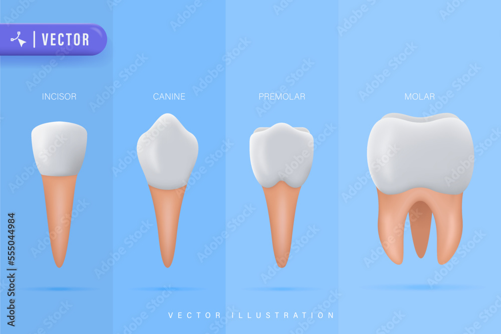 Teeth Types Vector Illustration. Various Healthy Human Tooth Collection. Oral Mouth ...