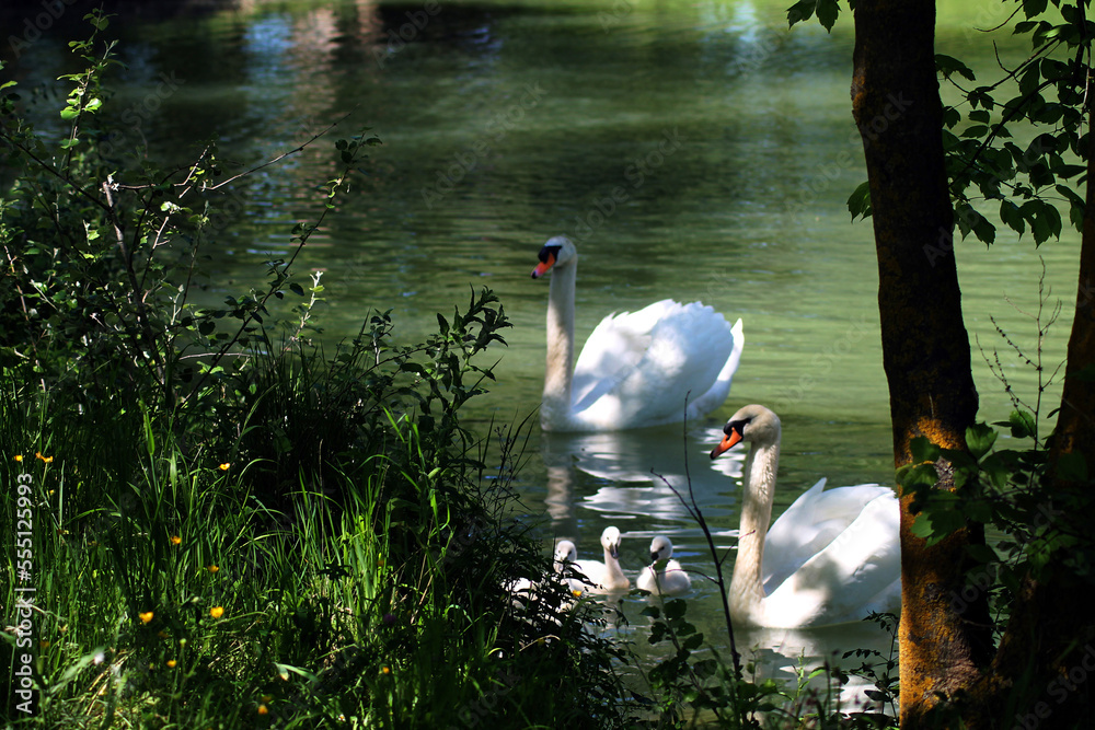 famille cygnes avec ses signeaux sur un etang, generative ai Stock ...