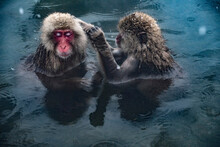 Monkey Grooming Free Stock Photo - Public Domain Pictures