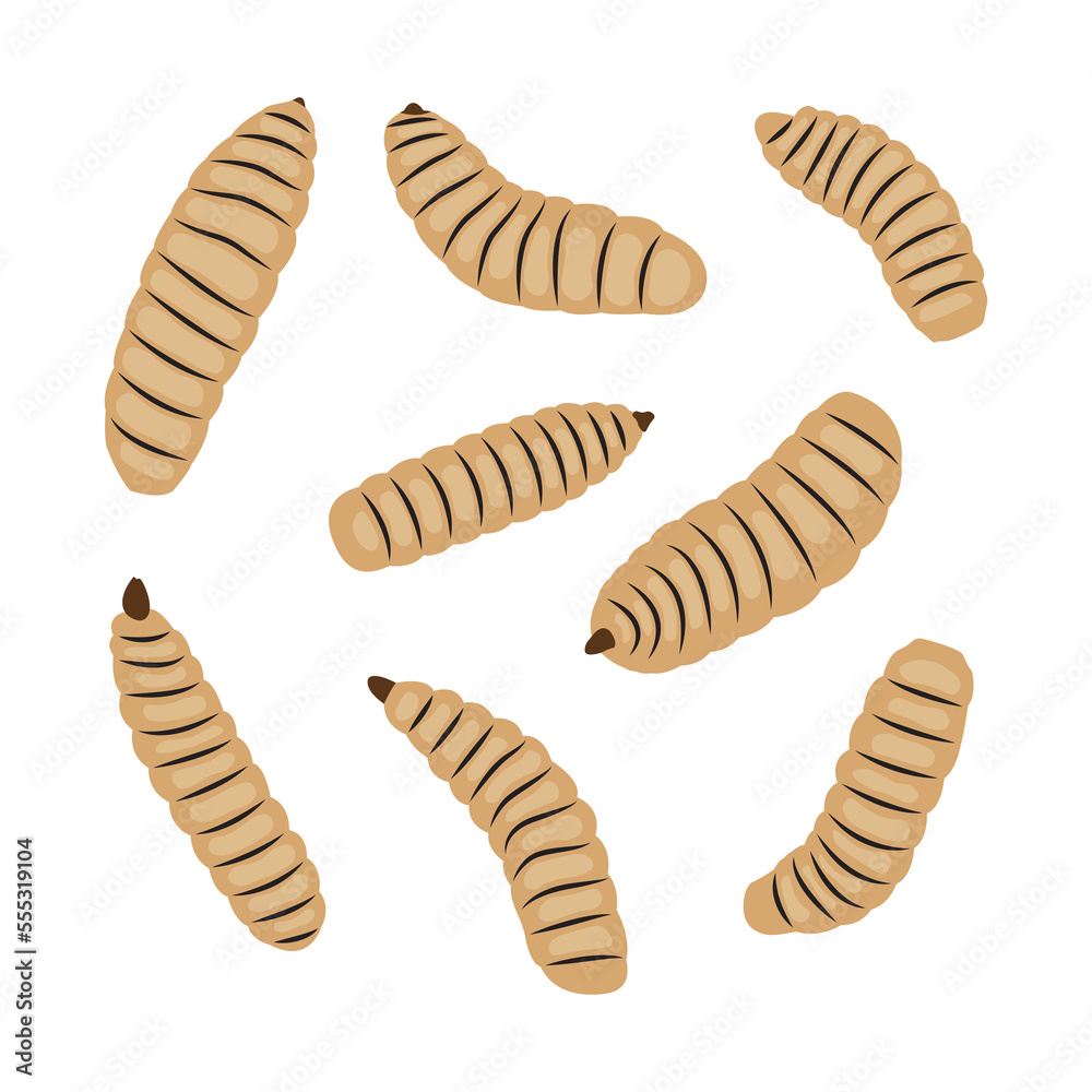 Black Solder Fly larvae asset vector illustration Stock Vector | Adobe ...