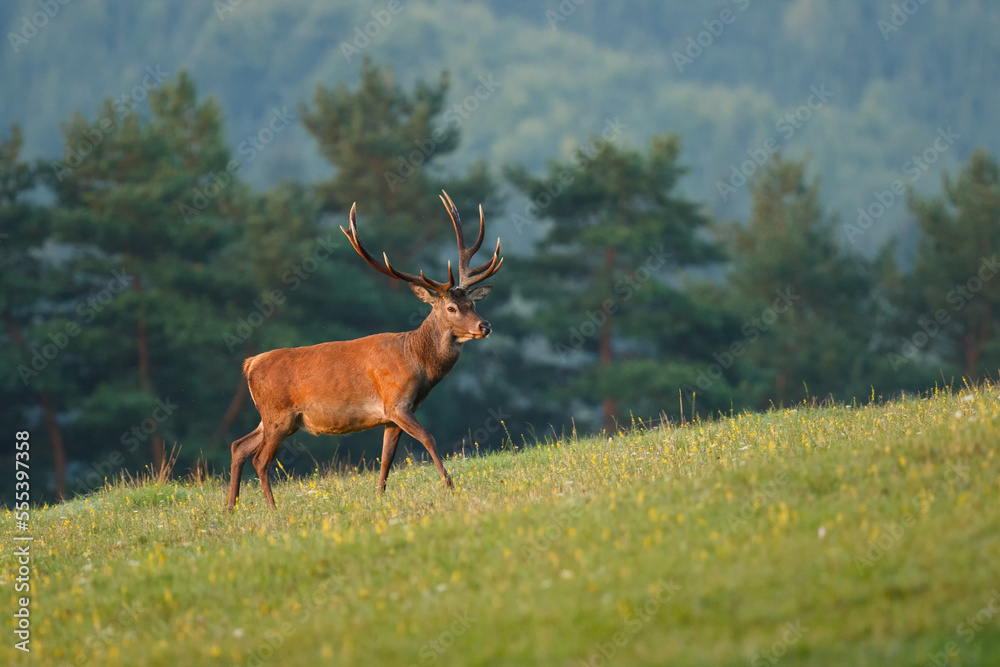 Red deer stag walking through the green meadow. Animal lit by morning ...
