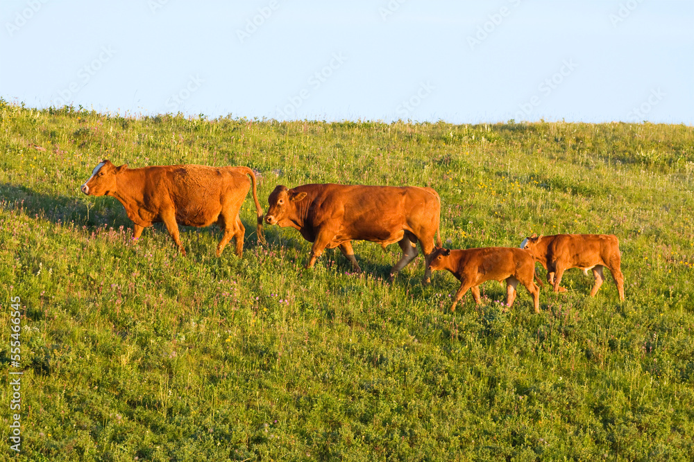 Livestock - Red Angus bull chasing a Red Angus cow coming into heat ...