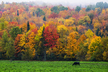Cow In The Autumn Free Stock Photo - Public Domain Pictures