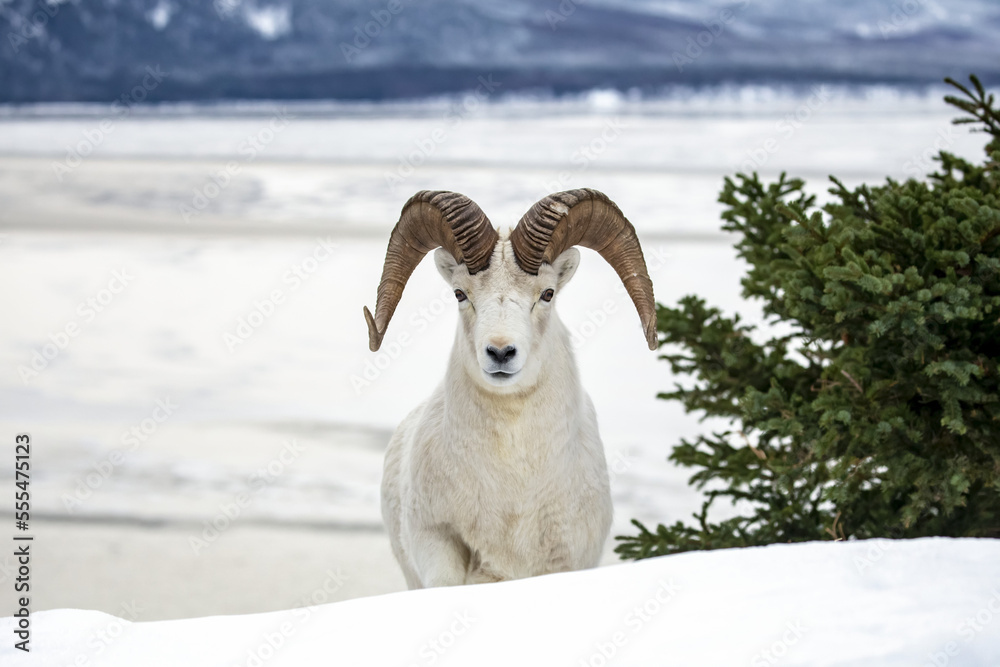 Dall sheep (Ovis dalli) ram roams and feeds in the Windy Point area ...