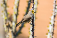 Verdin Bird Free Stock Photo - Public Domain Pictures