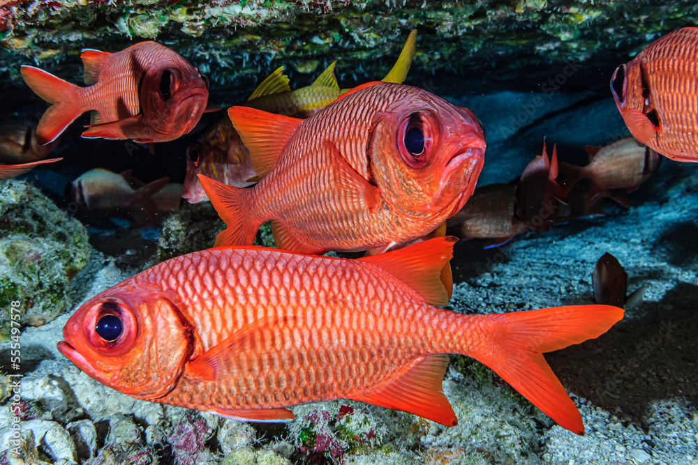 Bigscale and Brick soldierfish (Myripristis berndti and M. amena ...