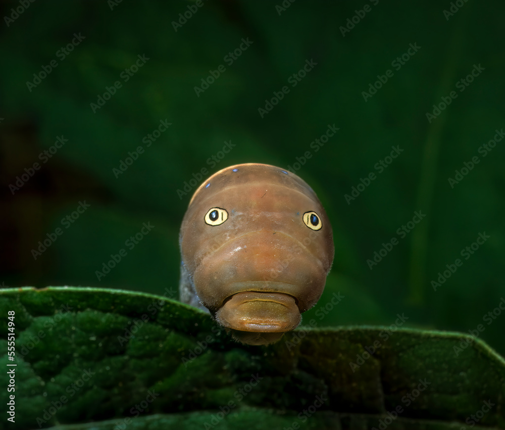 Larva of tiger swallowtail butterfly (Papilio glaucus) in defensive ...