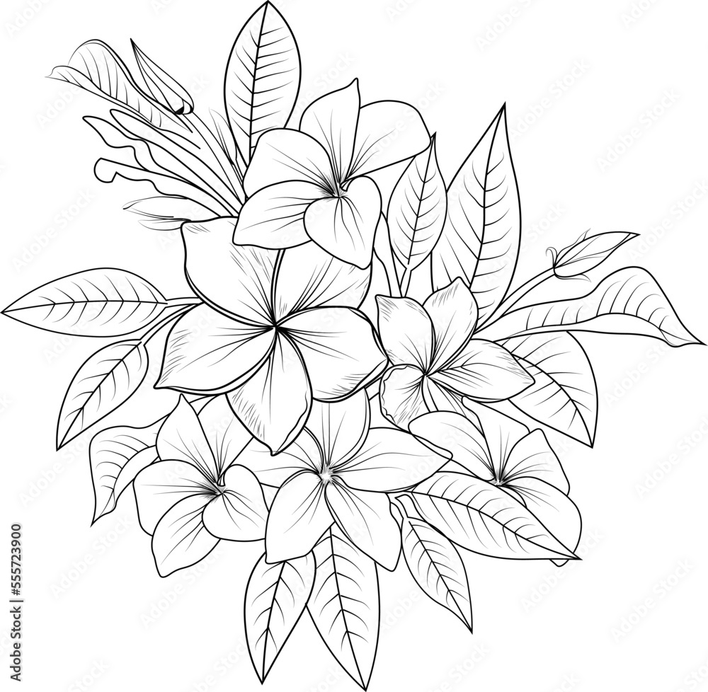 Frangipani flower vector art, Bouquet of frangipani flower hand drawn ...