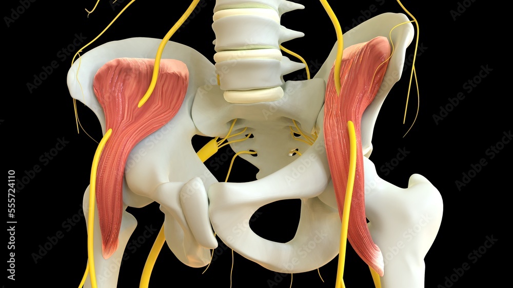 Iliacus Muscle anatomy for medical concept 3D rendering Stock ...