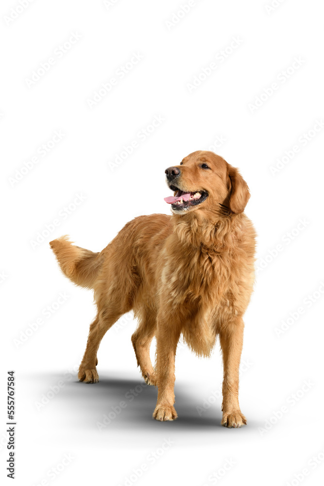 Golden retriever dog on a Transparent background with shadow. Stock ...