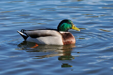 Mallard Drake Close-up Free Stock Photo - Public Domain Pictures