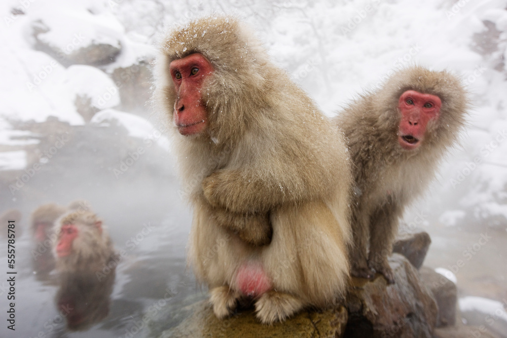 Japanese Macaques in Jigokudani Onsen, Nagano, Japan Stock Photo ...