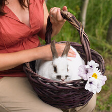 Rabbit Easter Basket Free Stock Photo - Public Domain Pictures