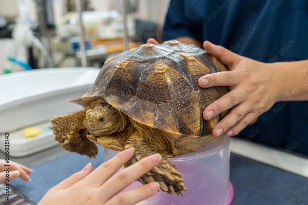 Exotic Pets. Sulcata Tortoise or African spurred tortoise are in the ...
