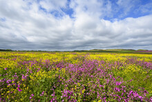 Wildflowers In Country Field Free Stock Photo - Public Domain Pictures