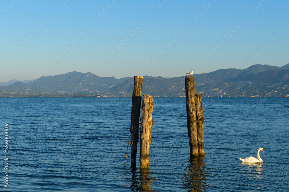 Gull on boat docking post and mute swan on Lake Garda (Lago di Garda ...