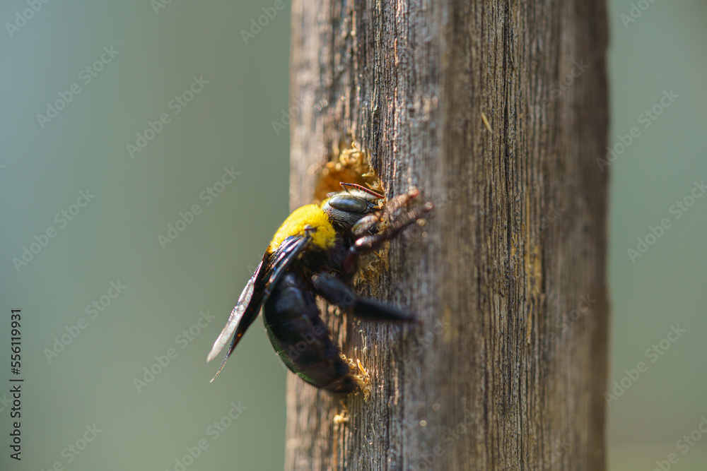Carpenter bee drilling holes in wood full of sawdust. Close up of ...