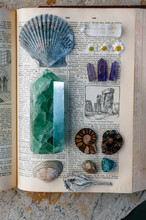 Sea Shells Dictionary Page Free Stock Photo - Public Domain Pictures