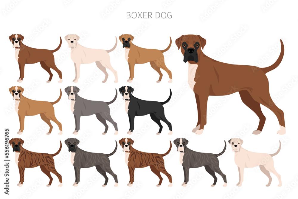 Boxer dog clipart. All coat colors set. Different position. All dog ...