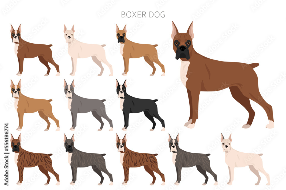 Boxer dog clipart. All coat colors set. Different position. All dog ...