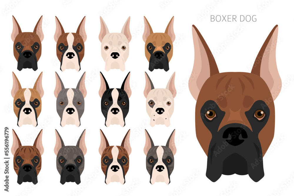 Boxer dog clipart. All coat colors set. Different position. All dog ...