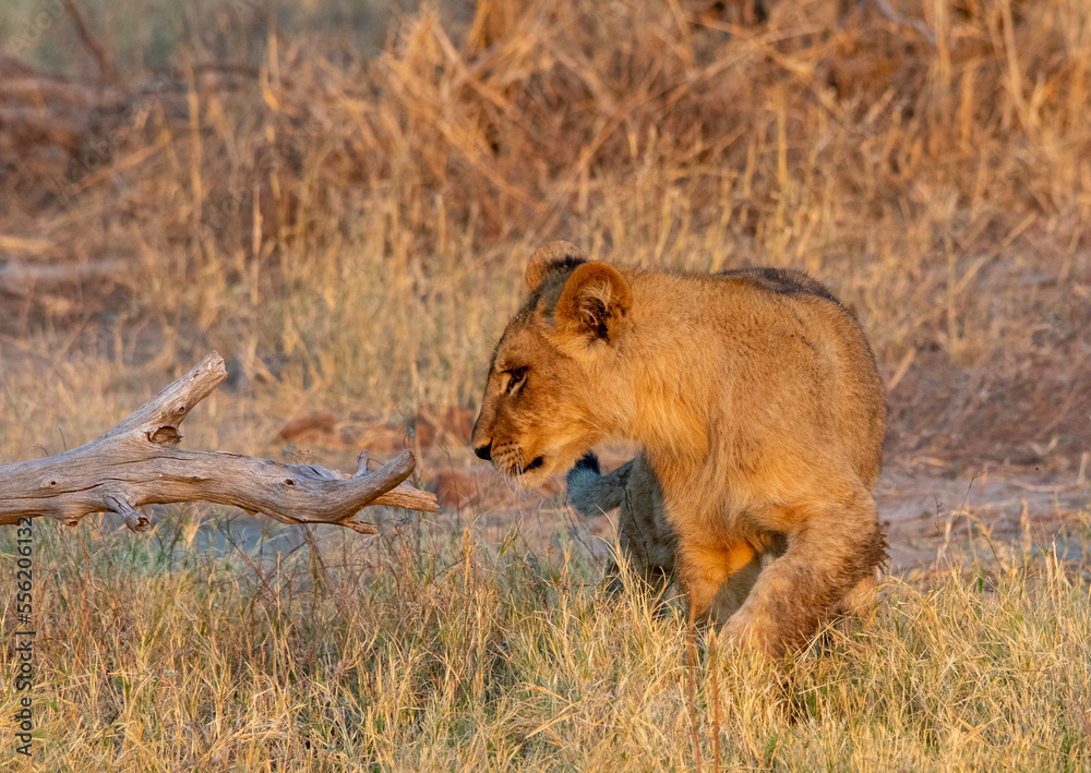 A young lion exploring the layout of the land in the African bush Stock ...