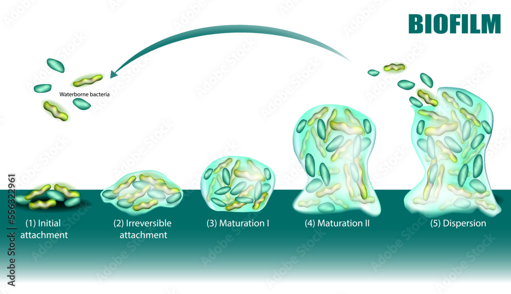 Process of Biofilm formation five stages with development and ...