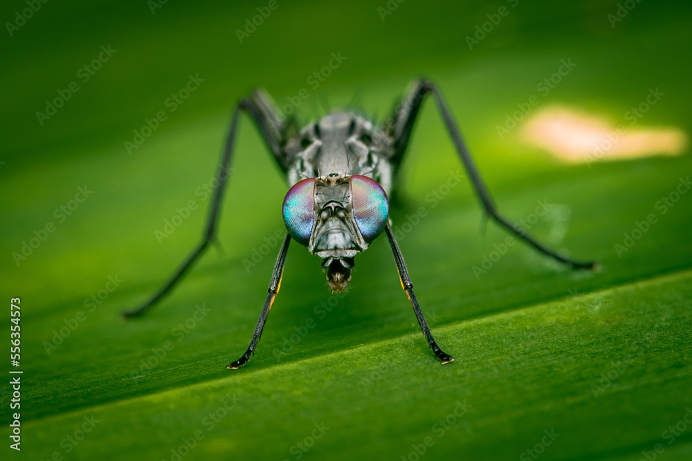Macro photo of a signal fly have blue eyes and black body, Green leaf ...