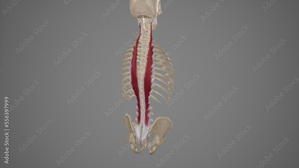 Anatomical Illustration of Longissimus Muscles.3d rendering Stock ...