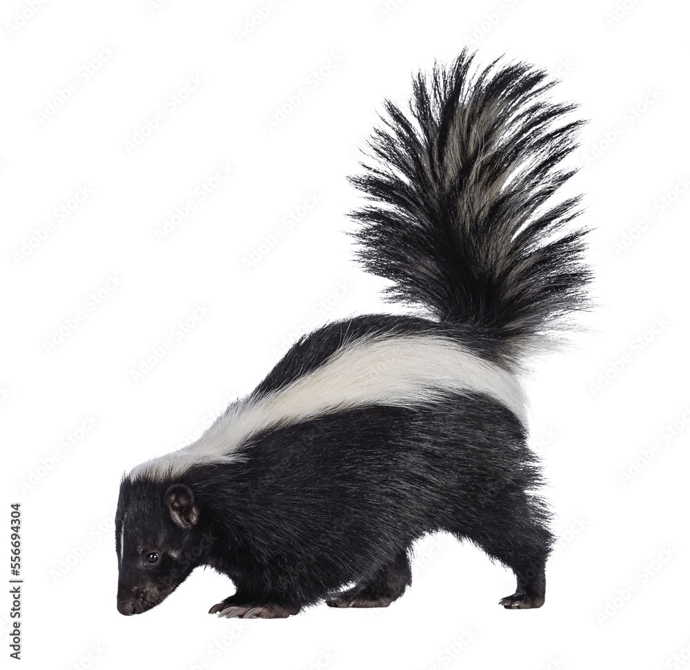 Cute classic black with white stripe young skunk aka Mephitis mephitis ...