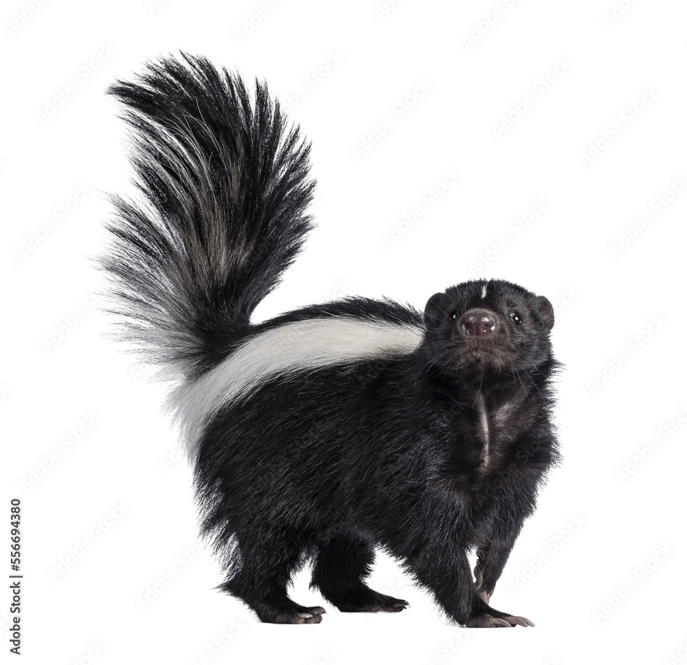 Cute classic black with white stripe young skunk aka Mephitis mephitis ...