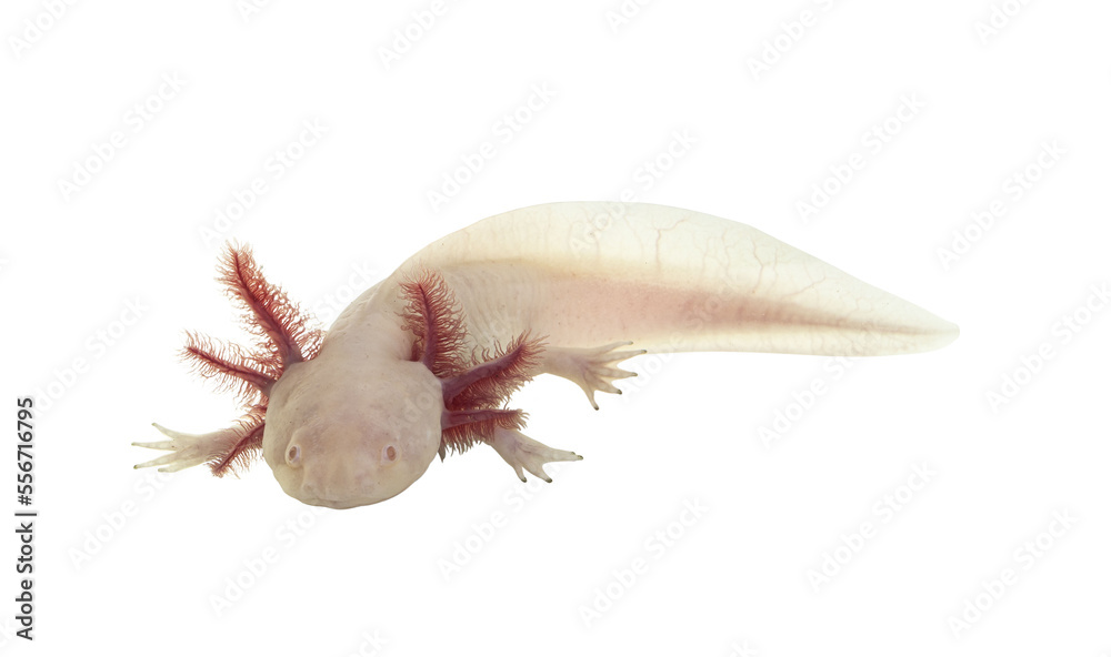 Side view of white axolotl aka Ambystoma mexicanum, laying on surface ...