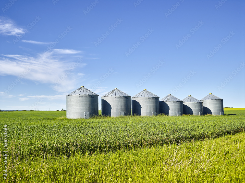 Row of grain storage bins in the middle of a green, grassy field of hay ...