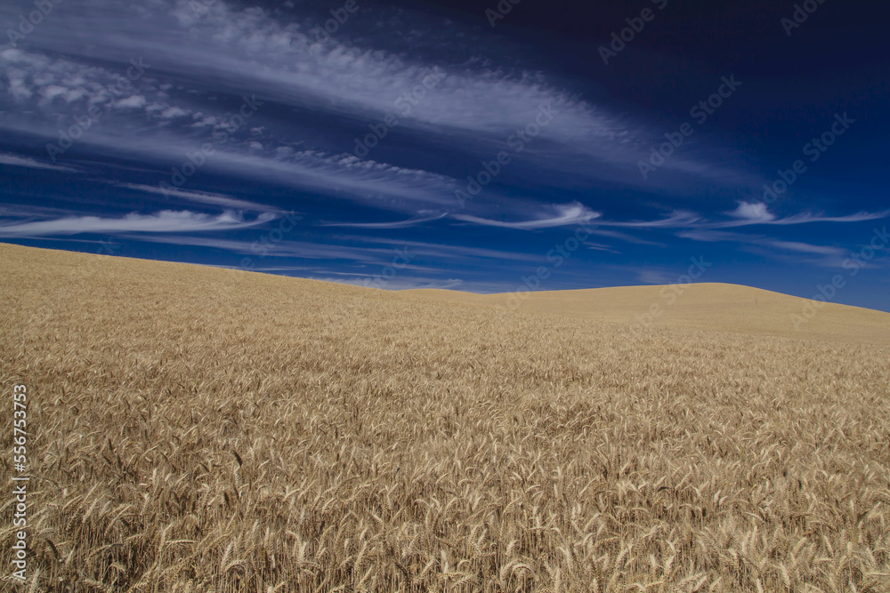 Grain field ripening under a blue, sunny sky with wispy cirrus clouds ...