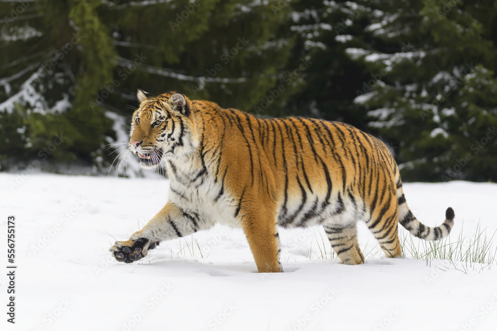 Siberian tiger (Panthera tigris altaica) in winter; Czech Republic Stock Photo | Adobe Stock